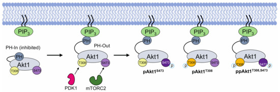 Phosphorylation-Dependent Inhibition of Akt1