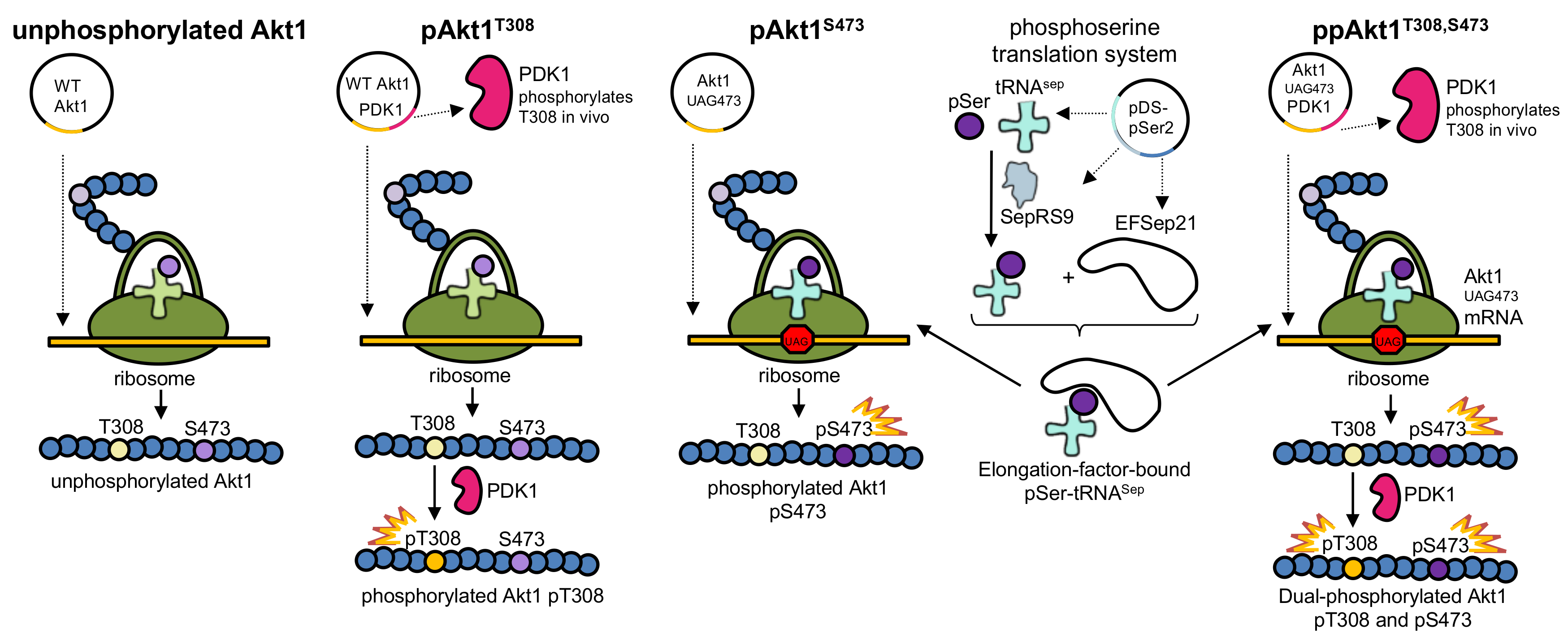 Phosphorylation-Dependent Inhibition of Akt1