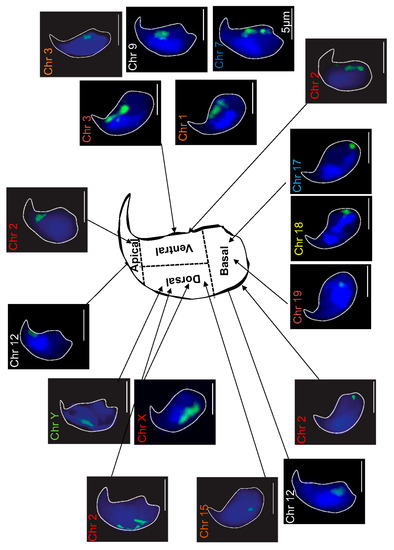 Genes | Free Full-Text | Nuclear Integrity but Not Topology of Mouse ...