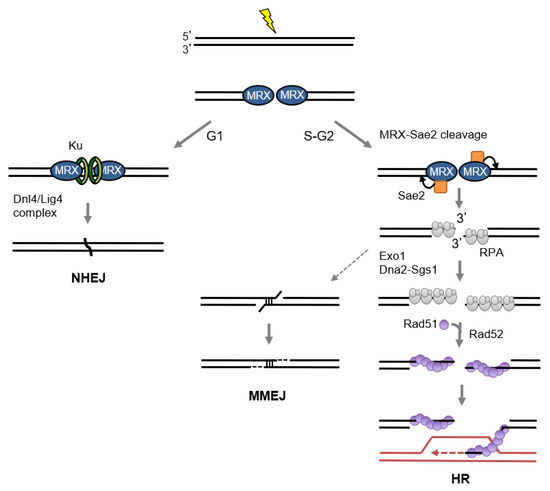 Role of the Mre11 Complex in Preserving Genome Integrity