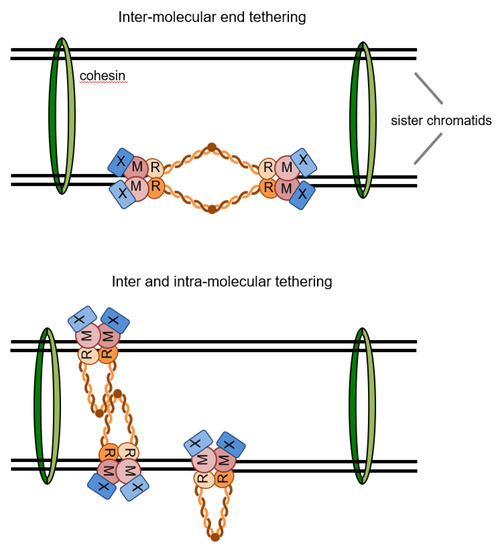 Role of the Mre11 Complex in Preserving Genome Integrity
