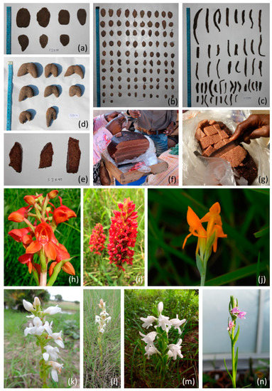 Trade in Zambian Edible Orchids—DNA Barcoding Reveals the Use of ...