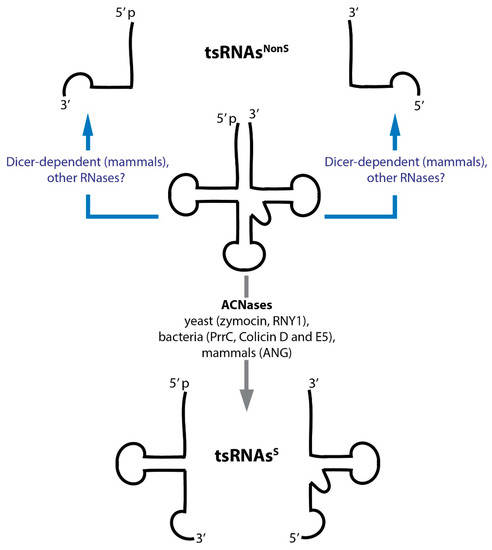 tRNA-Derived Small RNAs: Biogenesis, Modification, Function and ...
