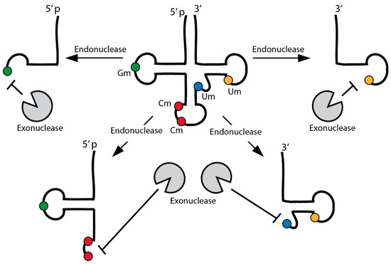Genes | Free Full-Text | tRNA-Derived Small RNAs: Biogenesis ...