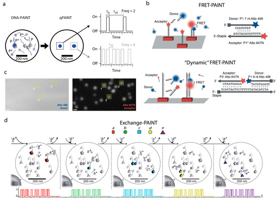 DNA-Based Super-Resolution Microscopy: DNA-PAINT