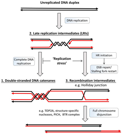 Genes | Free Full-Text | The Unresolved Problem of DNA Bridging