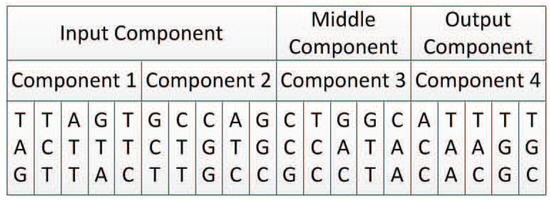 Neural Network Evolving Algorithm Based on the Triplet Codon Encoding Method