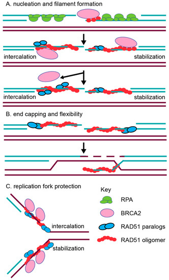 RAD-ical New Insights into RAD51 Regulation