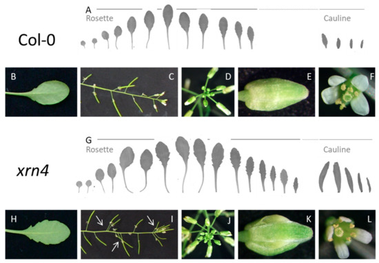 The 5′-3′ Exoribonuclease XRN4 Regulates Auxin Response via the ...