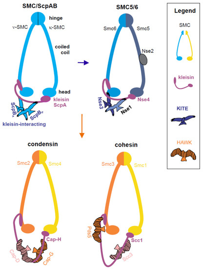 SMC5/6: Multifunctional Player in Replication