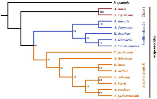 Highly Resolved Phylogenetic Relationships within Order ...