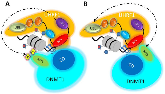 Coordinated Dialogue between UHRF1 and DNMT1 to Ensure Faithful Inheritance of Methylated DNA ...
