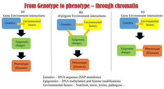 Genes | Free Full-Text | From Genotype to Phenotype: Through Chromatin
