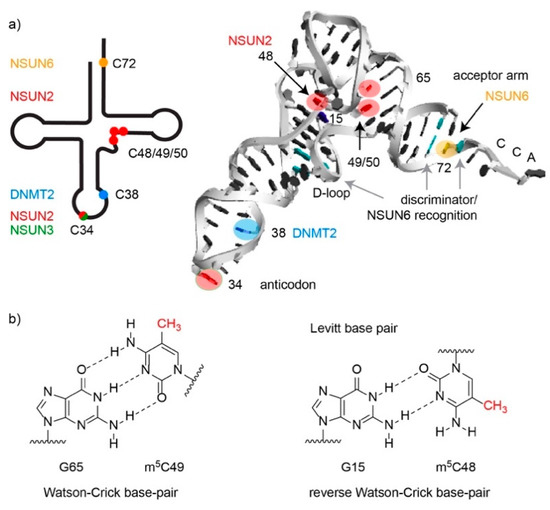 Eukaryotic 5-methylcytosine (m5C) RNA Methyltransferases: Mechanisms ...