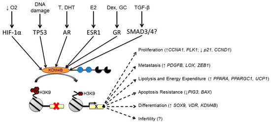 KDM4B: A Nail for Every Hammer?