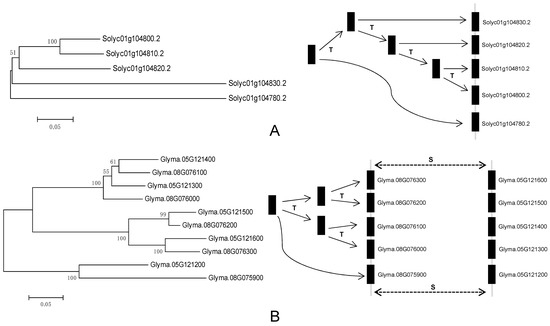 Molecular Evolution of the Vacuolar Iron Transporter (VIT) Family Genes ...