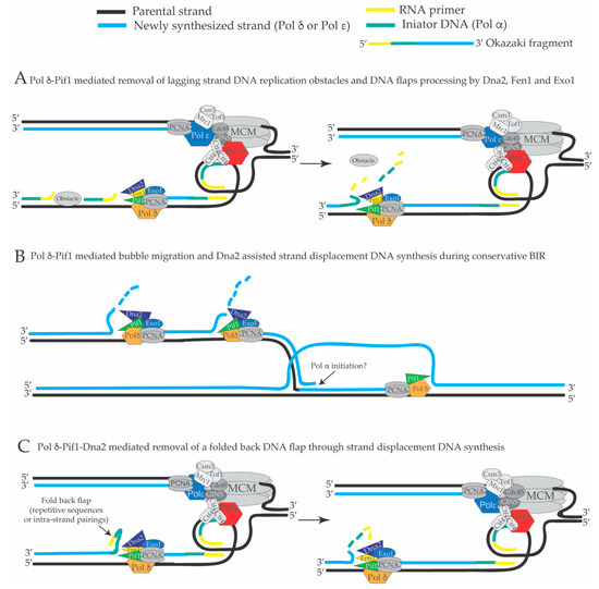 Genes | Free Full-Text | DNA Replication Through Strand Displacement ...