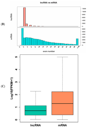 Transcriptomic Analysis of Coding Genes and Non-Coding RNAs Reveals Complex Regulatory Networks ...