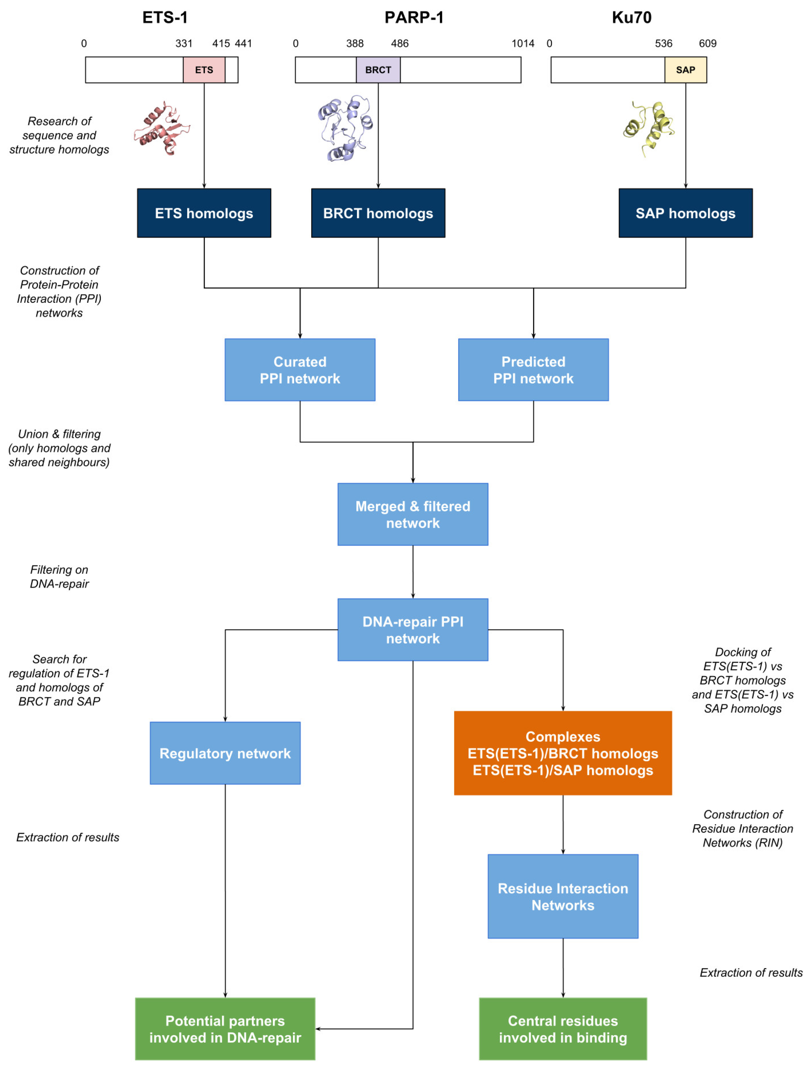Genes | Free Full-Text | Identification of Novel Interaction Partners ...