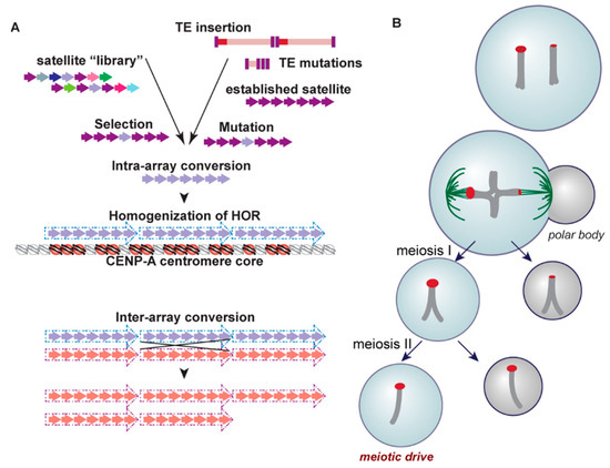 Genes | Special Issue : Repetitive DNA Sequences
