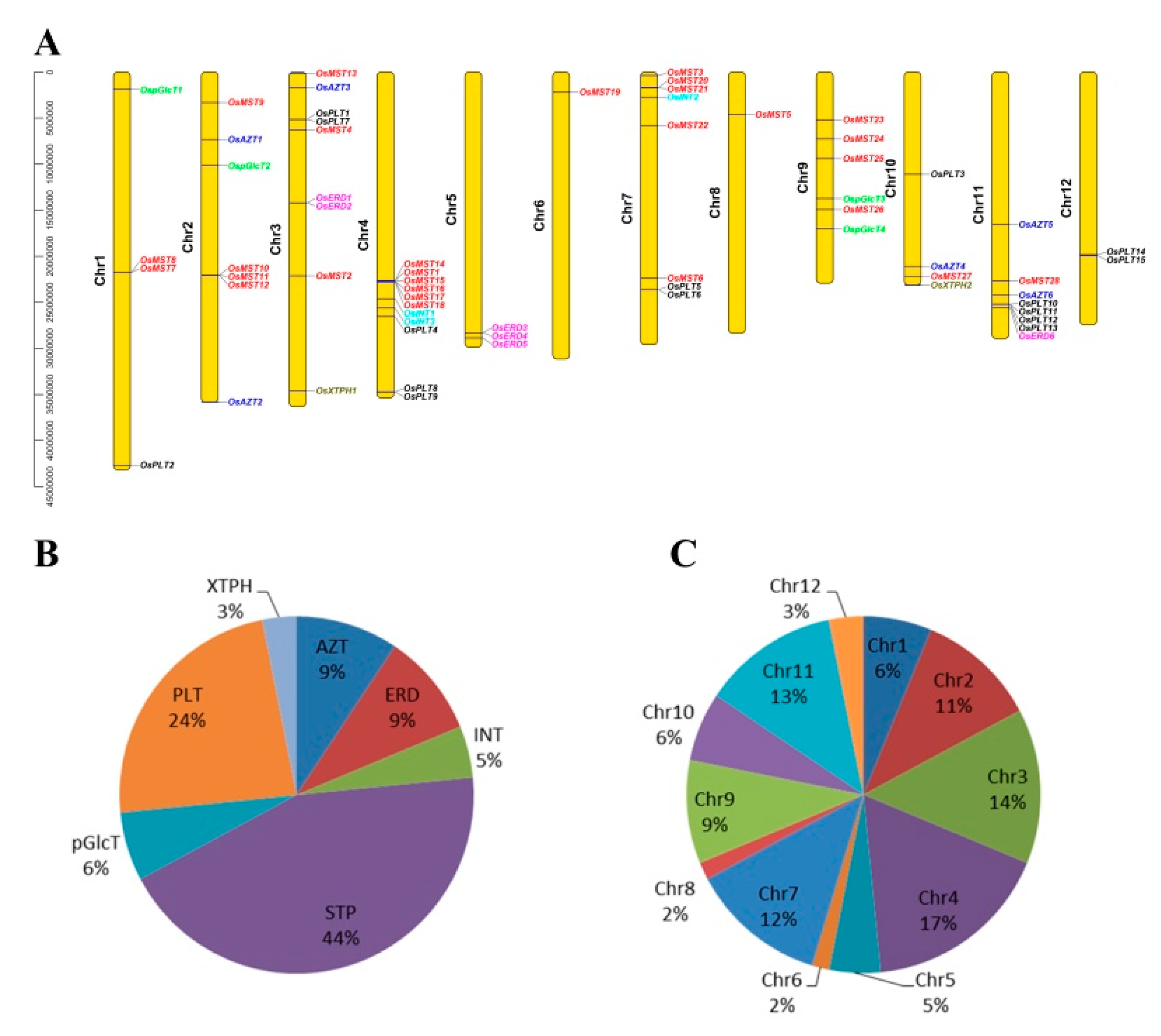 A Novel Insight into Functional Divergence of the MST Gene Family in ...
