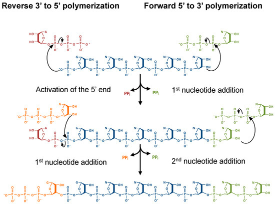 The Role of 3′ to 5′ Reverse RNA Polymerization in tRNA Fidelity and Repair
