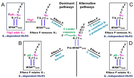 The Role of 3′ to 5′ Reverse RNA Polymerization in tRNA Fidelity and Repair