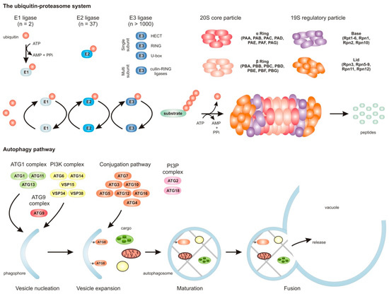 The Role and Regulation of Autophagy and the Proteasome During Aging and Senescence in Plants