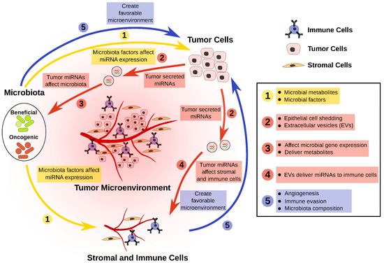 Metabolic Interactions Between The Tumor And Its Microenvironment
