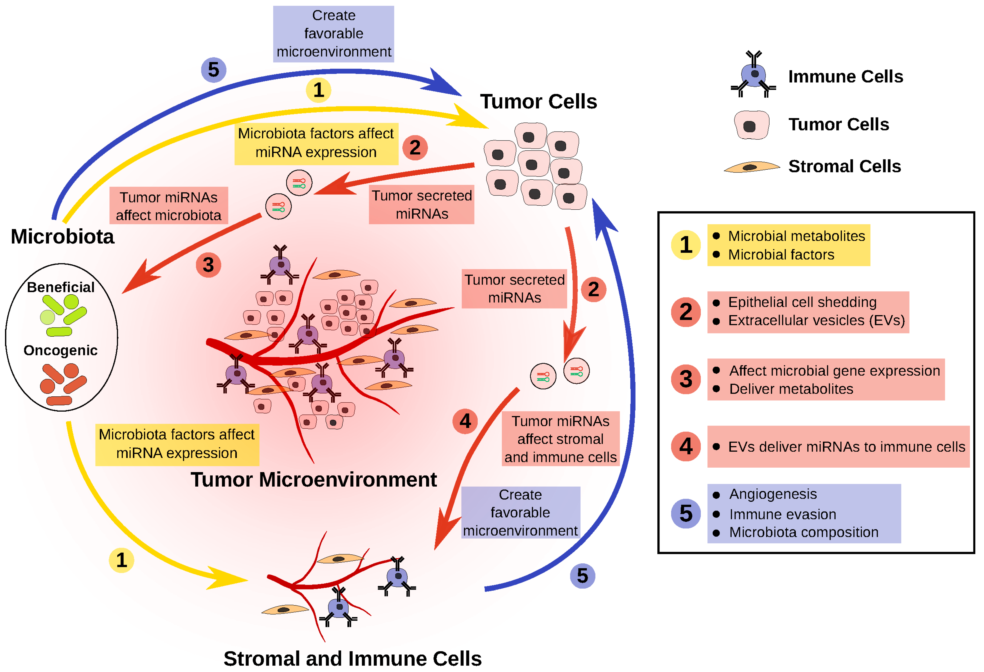 Host–MicroRNA–Microbiota Interactions in Colorectal Cancer