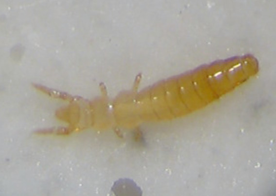 Genes | Free Full-Text | Going Deeper into High and Low Phylogenetic ...