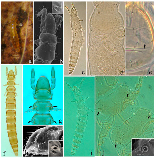 Going Deeper into High and Low Phylogenetic Relationships of Protura