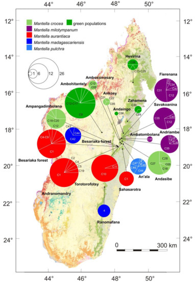 Genes | Free Full-Text | Mitochondrial Introgression, Color Pattern ...
