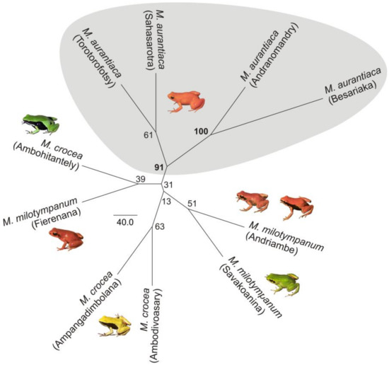 Genes | Special Issue : Evolutionary Genetics of Reptiles and Amphibians