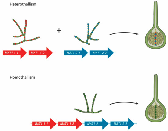 It’s All in the Genes: The Regulatory Pathways of Sexual Reproduction ...
