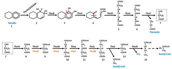 Biodegradation of Tetralin: Genomics, Gene Function and Regulation