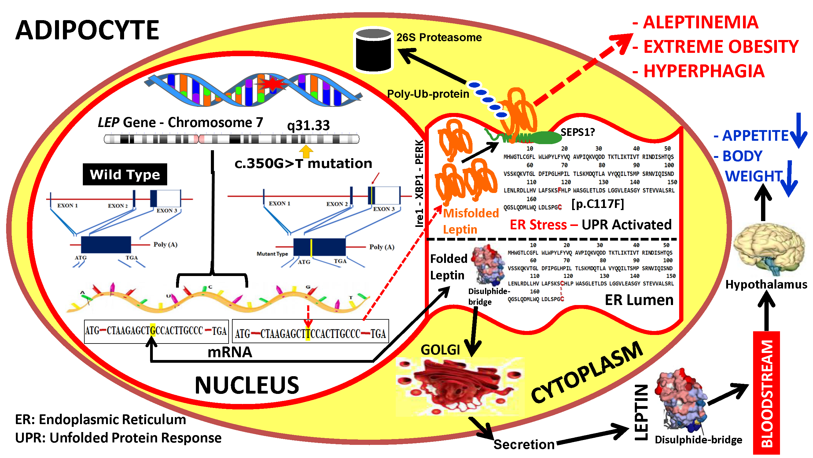 Genes | Free Full-Text | Congenital Leptin Deficiency and Leptin Gene ...