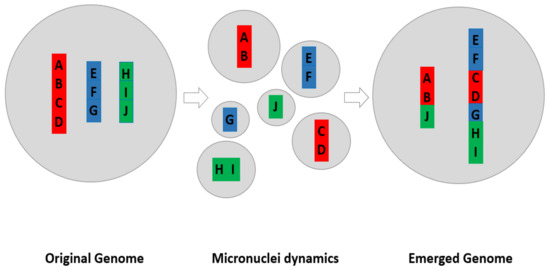 Genes | Free Full-Text | Micronuclei and Genome Chaos: Changing the ...