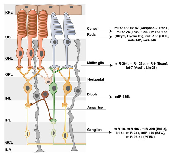 Genes | Special Issue : Molecular Therapies for Inherited Retinal Diseases