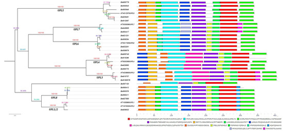 Genes | Free Full-Text | Comprehensive Genomic Survey, Characterization ...