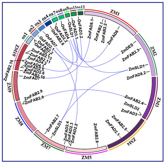Identification of Fatty Acid Desaturases in Maize and Their ...