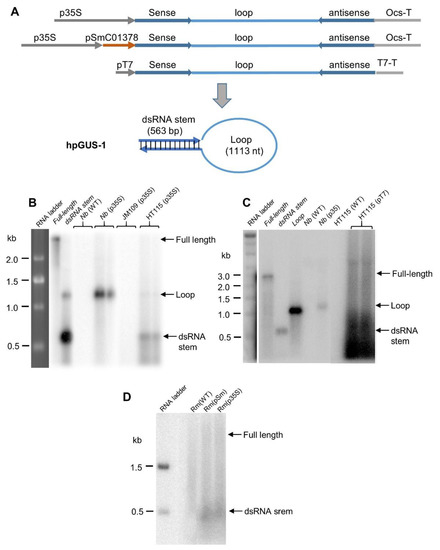 Full-Length Hairpin RNA Accumulates at High Levels in Yeast but Not in ...