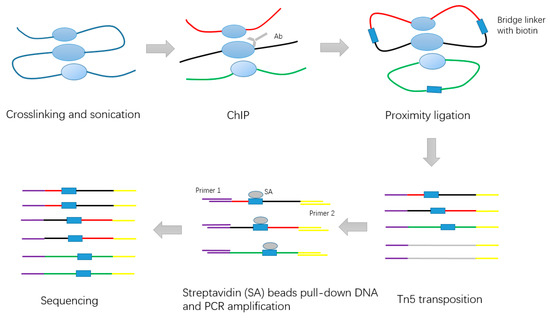 Genes | Special Issue : 3D Genomics