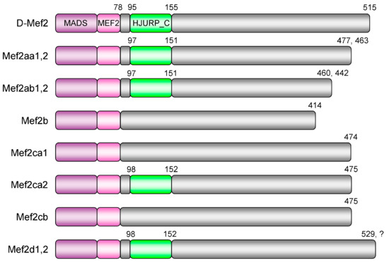 Common Carp mef2 Genes: Evolution and Expression