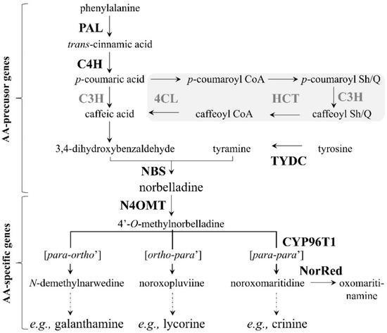 Genes | Free Full-Text | Developmental Regulation of the Expression of ...