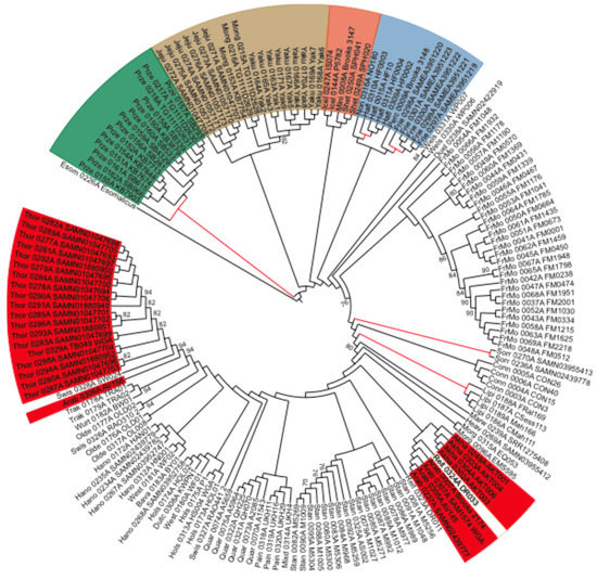 Origin and Evolution of Deleterious Mutations in Horses