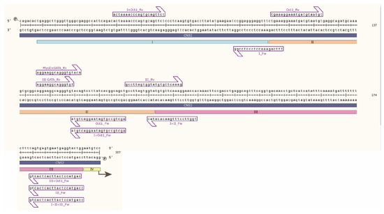 The Conserved Non-Coding Sequence 2 (CNS2) Enhances CD69 Transcription through Cooperation ...