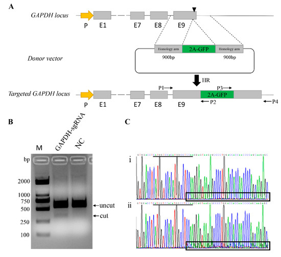 Identification of Glyceraldehyde-3-Phosphate Dehydrogenase Gene as an ...