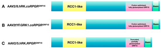 Molecular Strategies for RPGR Gene Therapy