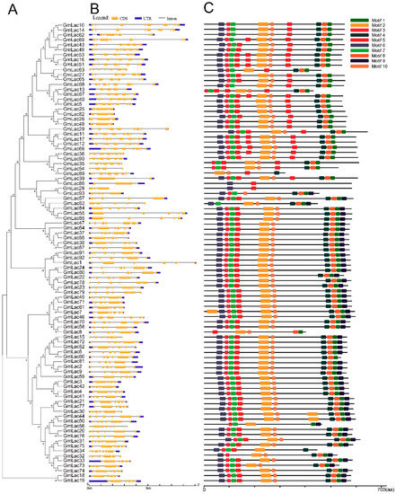 The Soybean Laccase Gene Family: Evolution and Possible Roles in Plant ...